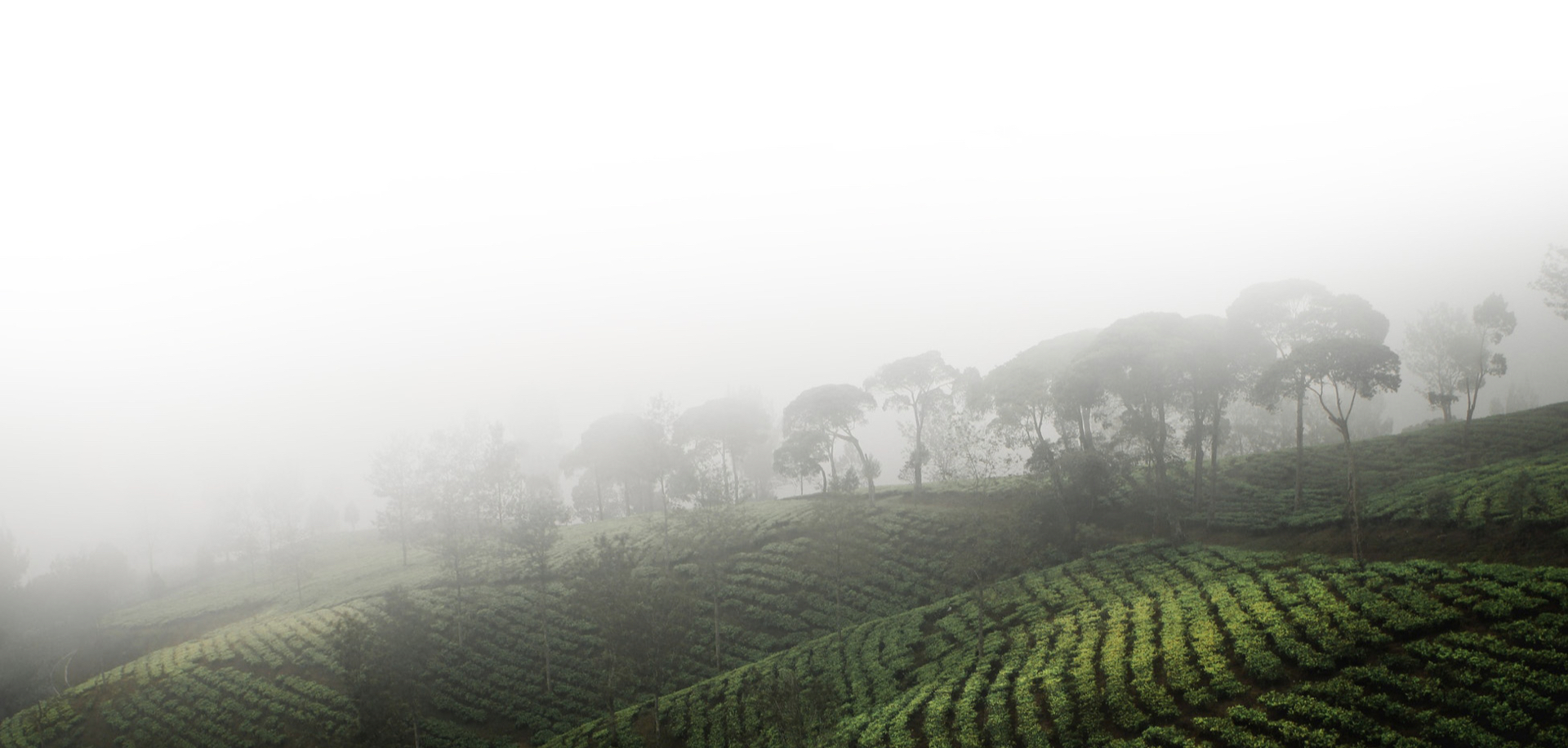 The effects of the Honduran climate on coffee agriculture – Thelmita's ...